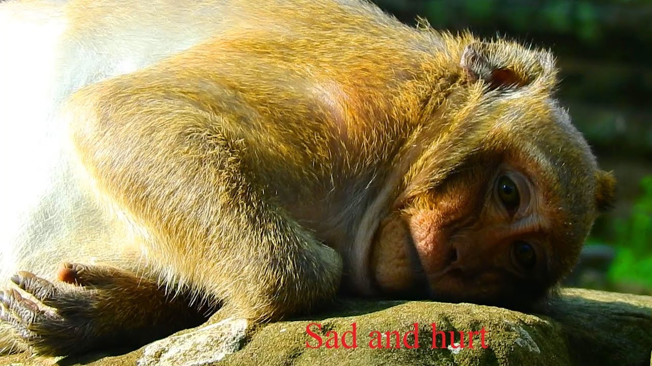 Very sad Sweet Pea make mistake fall down from high tree he hurt can't ...