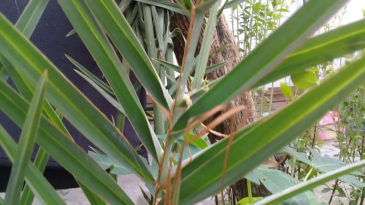 Inilah POHON PACAR yang indah di lihat #NAUFALVLOG - YouTube