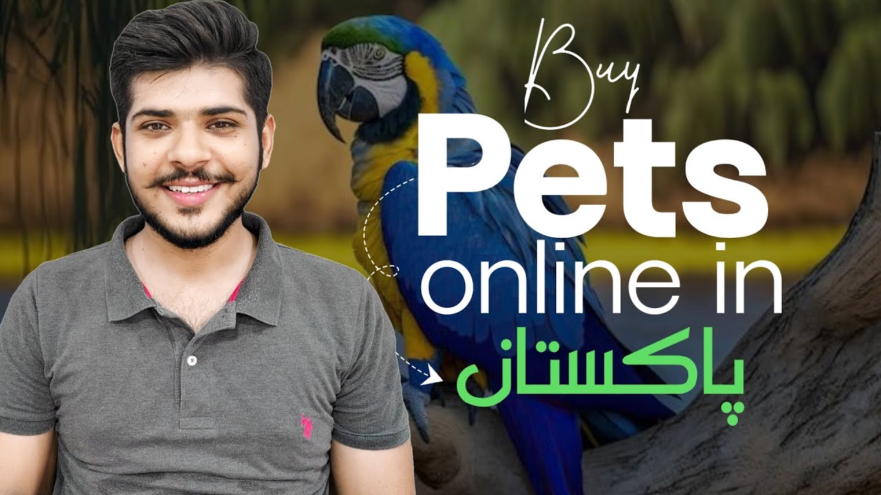 Best Website To Buy Pets In Pakistan, How to buy pets from online - YouTube