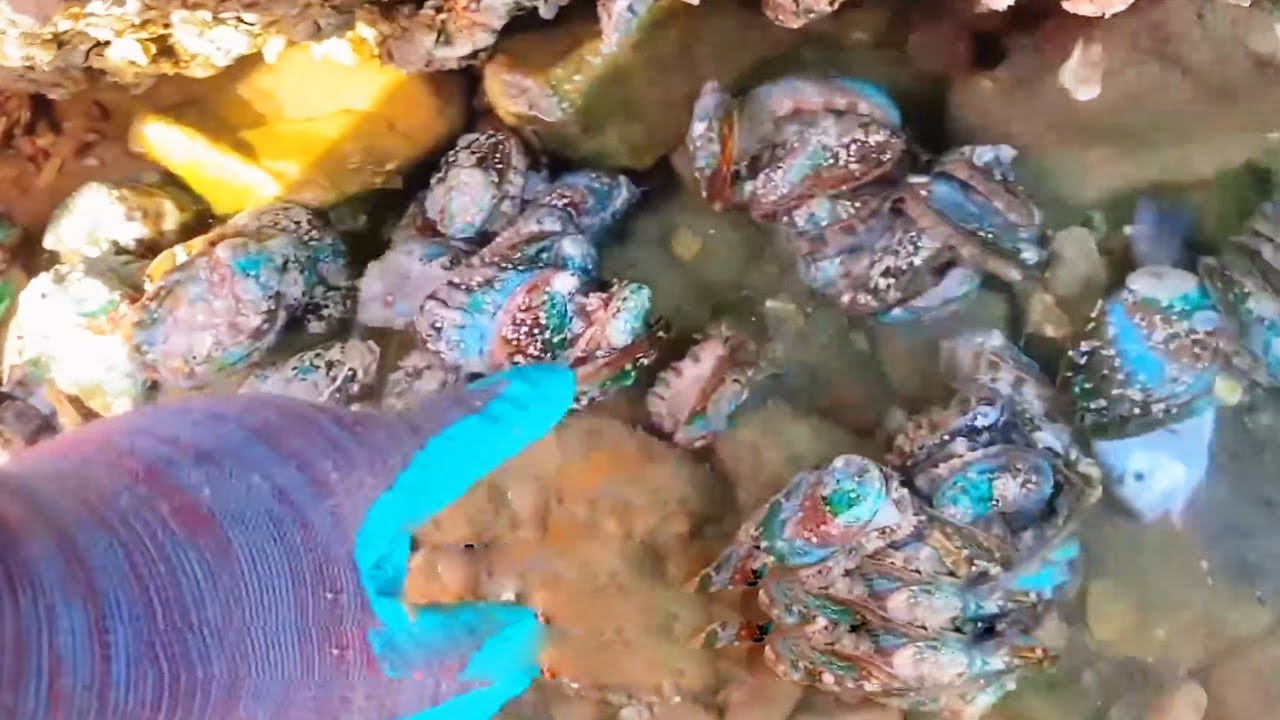 Abalone & Lobster: Swarms of abalone sucking small fish! - YouTube