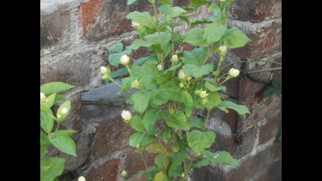 How to Grow Jasmine Plant in a Pot | Motia or Mogra plant ki care aik ...