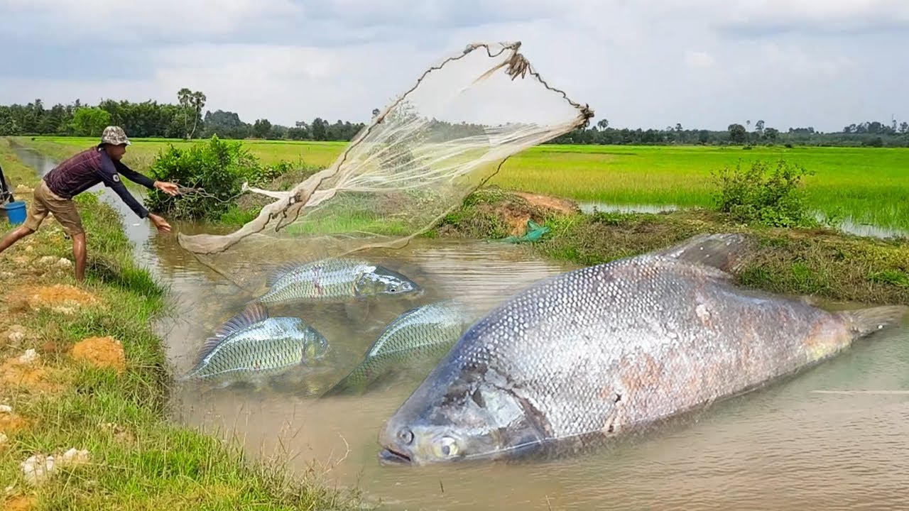 TRADITIONAL FISHING|| Big Fish\ Catching Fishing \ - YouTube