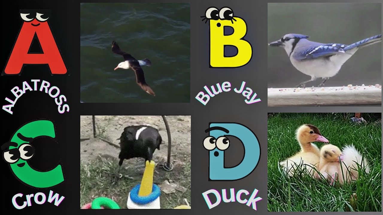 ABC Song | Birds ABC Song | Phonics for Kids | Learn ABC | Baby ...