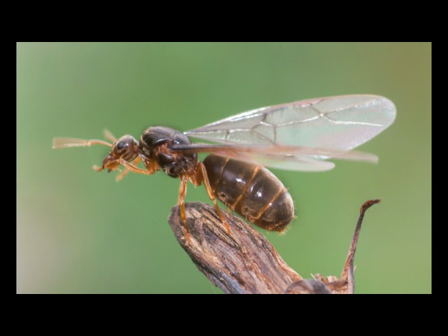 Do Flying Ants Bite? The Truth About These Tiny Pests