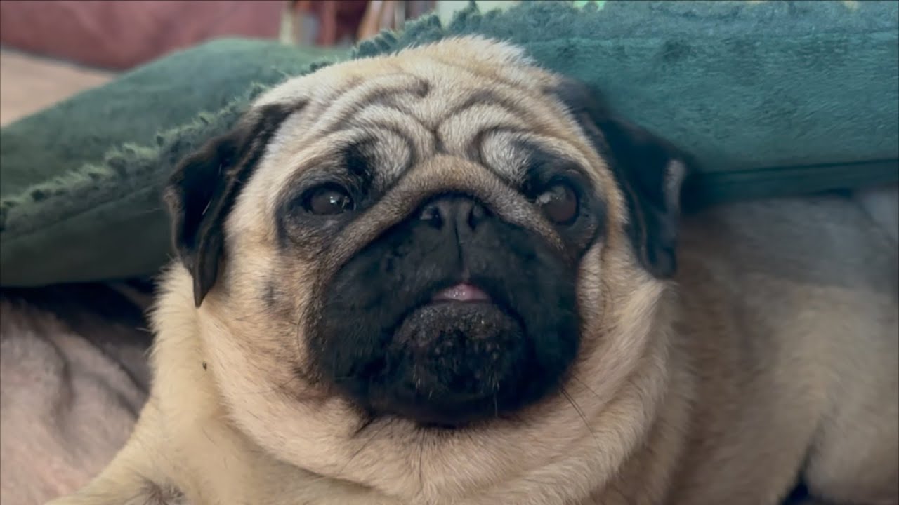Meet Cutie Pie - Pug Extraordinaire - YouTube