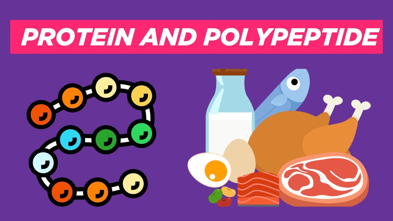 Difference Between Protein and Polypeptide | Biology - YouTube