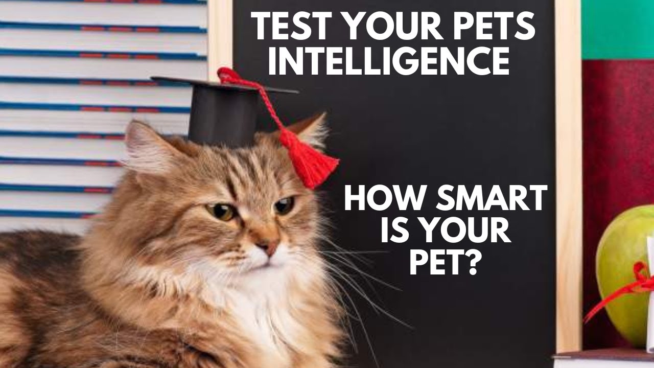 Use these 5 test to see how Smart your pet is! #animals #cat #pets # ...