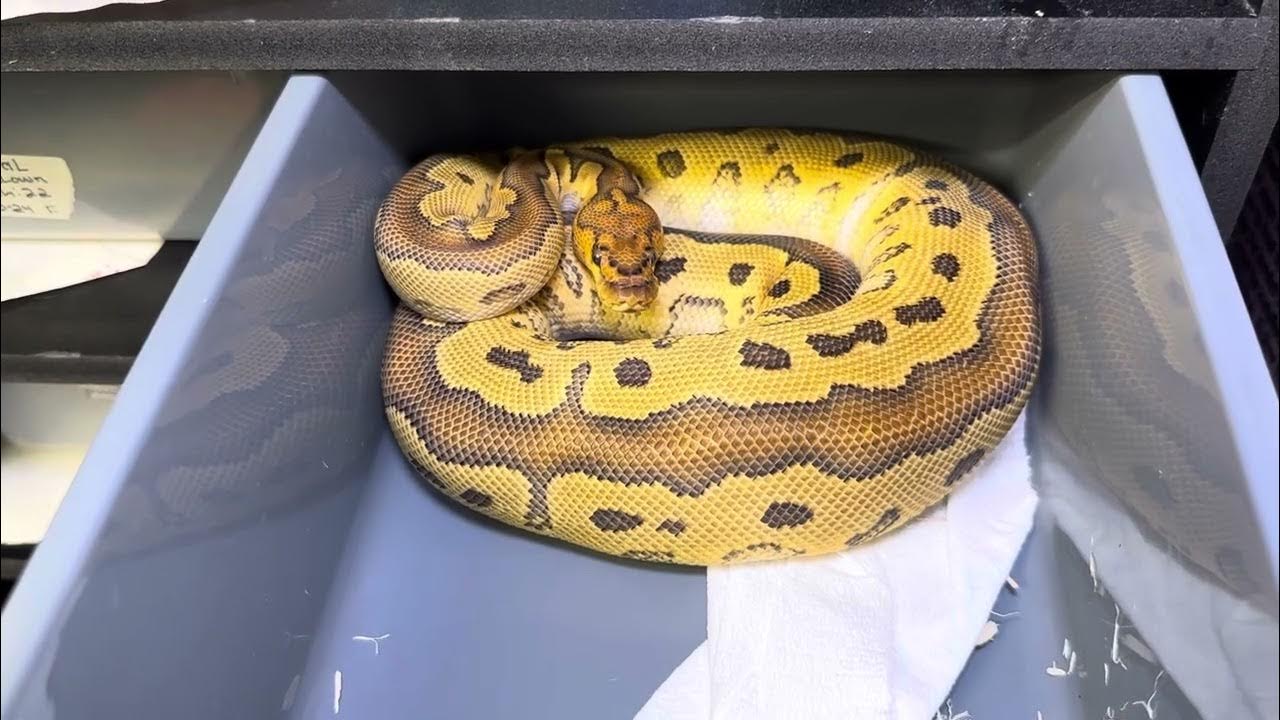 BALL PYTHON PAIRINGS and check out some huge snakes. - YouTube