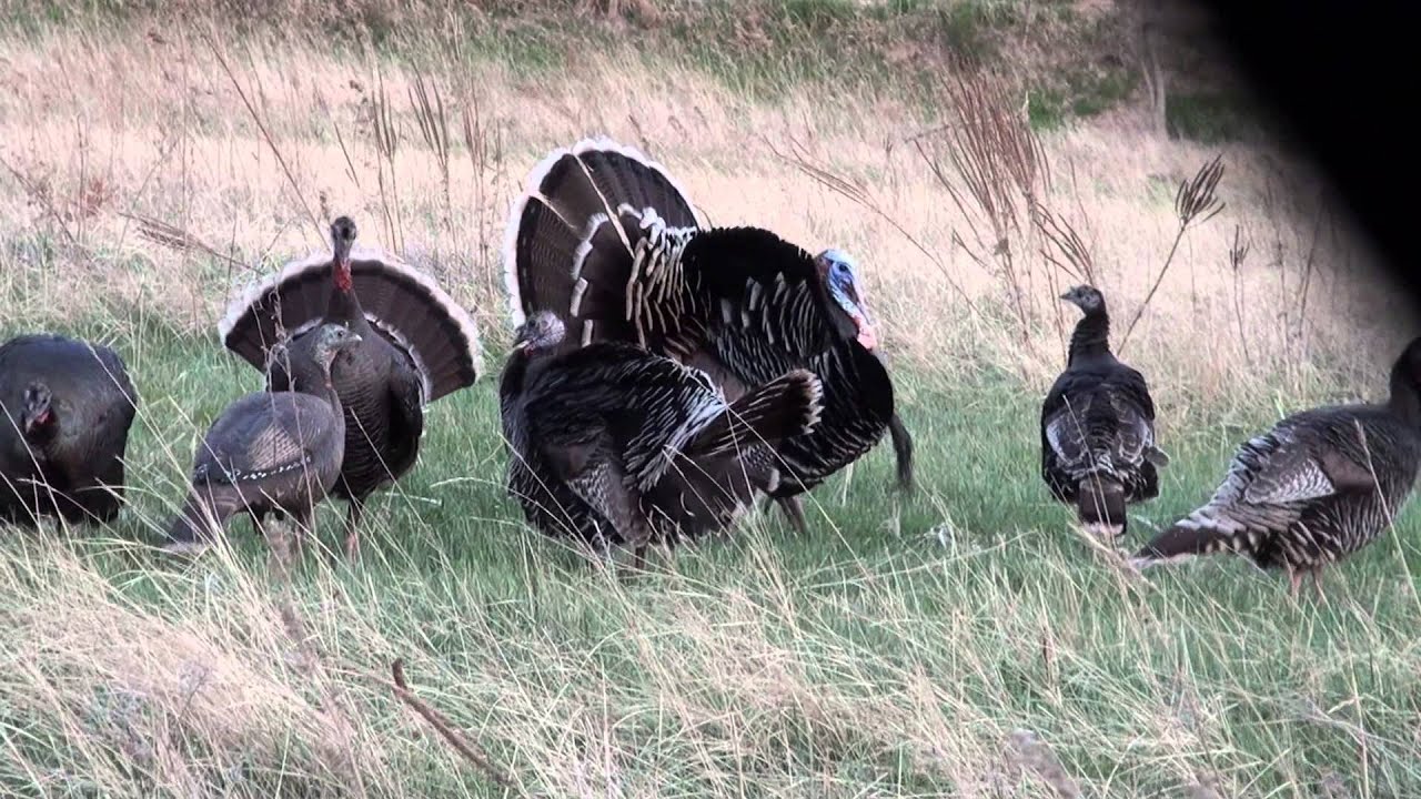 Strutting Hens Attack Turkey Decoy - YouTube