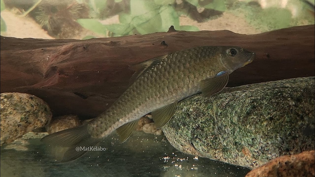 Ceratogarra cambodgiensis @ Cambodian Algae Eater/Selimang Kemboja ...