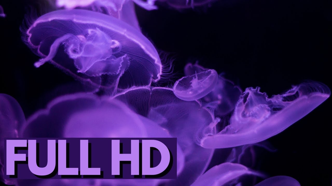 Relaxing Jellyfish Music - Perfect for Sleep, Relaxation, Anxiety ...