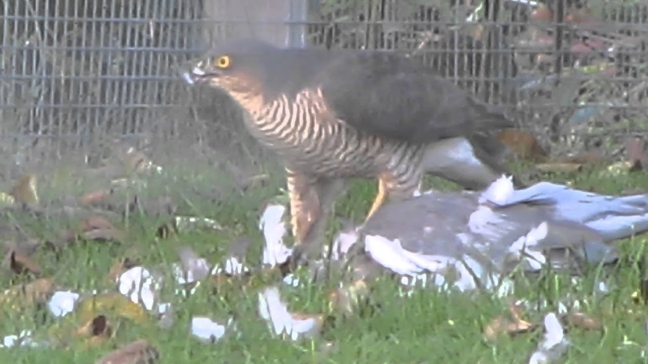 Sparrow Hawk Feeding on a kill - YouTube