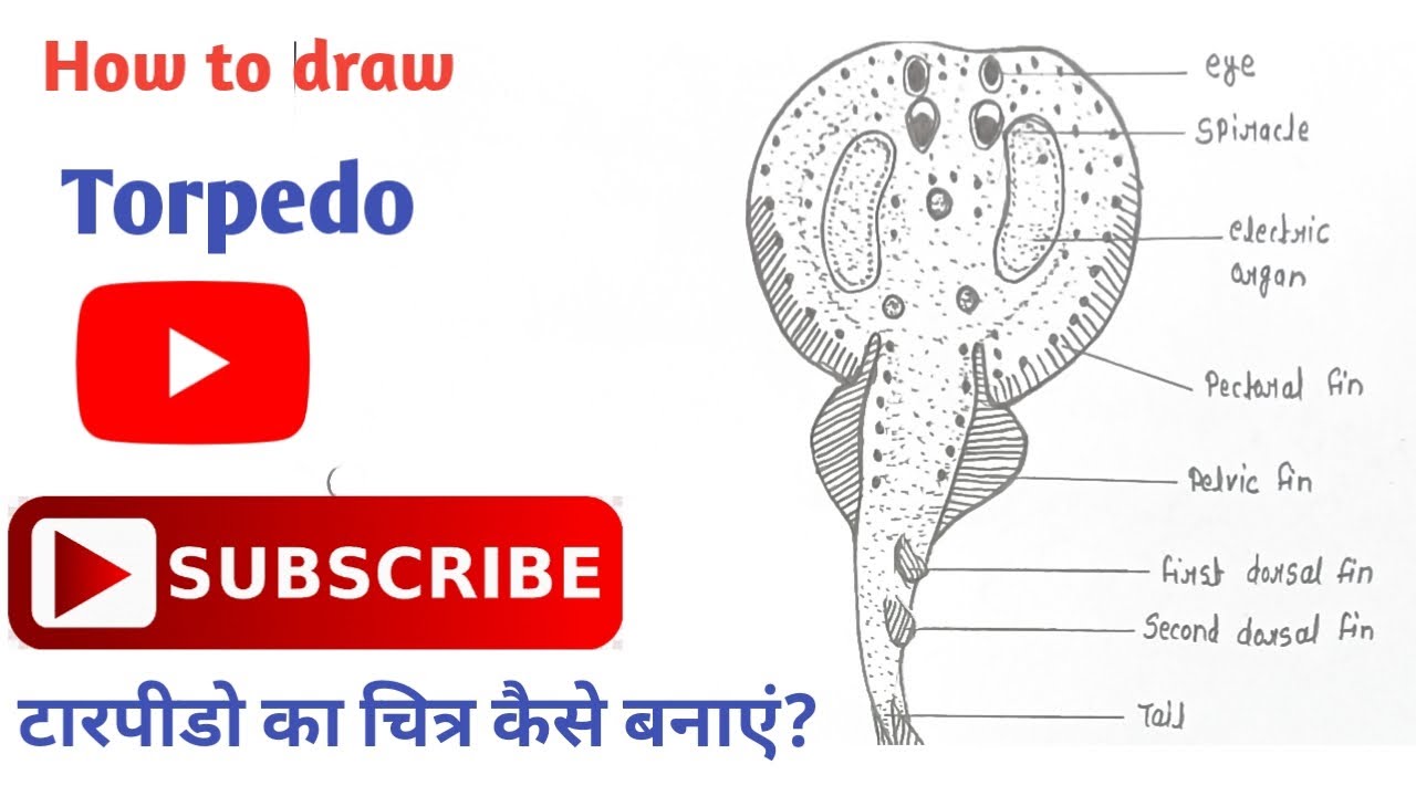 How to draw Torpedo Diagram || टारपीडो का चित्र || Phylum- Chordata ...