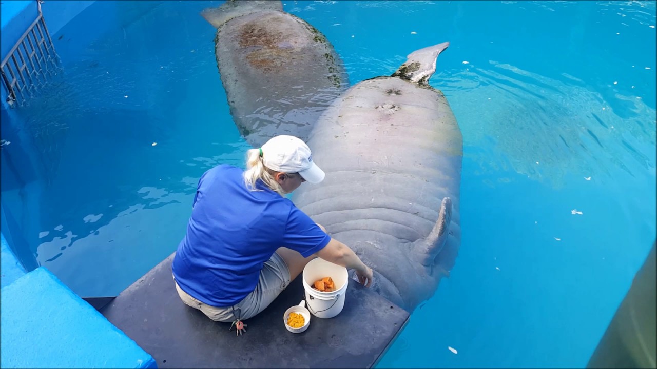 Manatee Feeding Time - YouTube