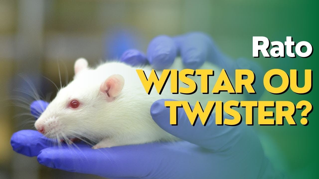 Rato Wistar ou Twistar? Qual o nome? - YouTube