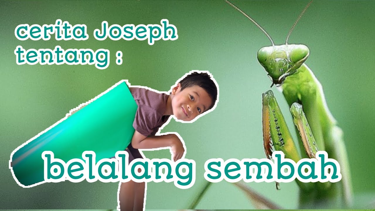 Cerita Joseph Tentang Belalang Sembah Praying Mantis (1) - YouTube