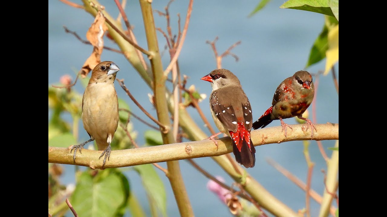 RED AVADAVAT / RED MUNIA / STRAWBERRY FINCH - YouTube