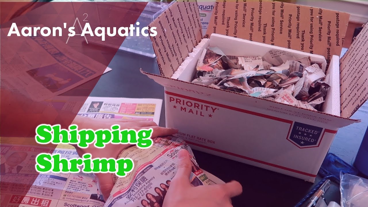 🦐 How To Ship Shrimp 🦐 - YouTube