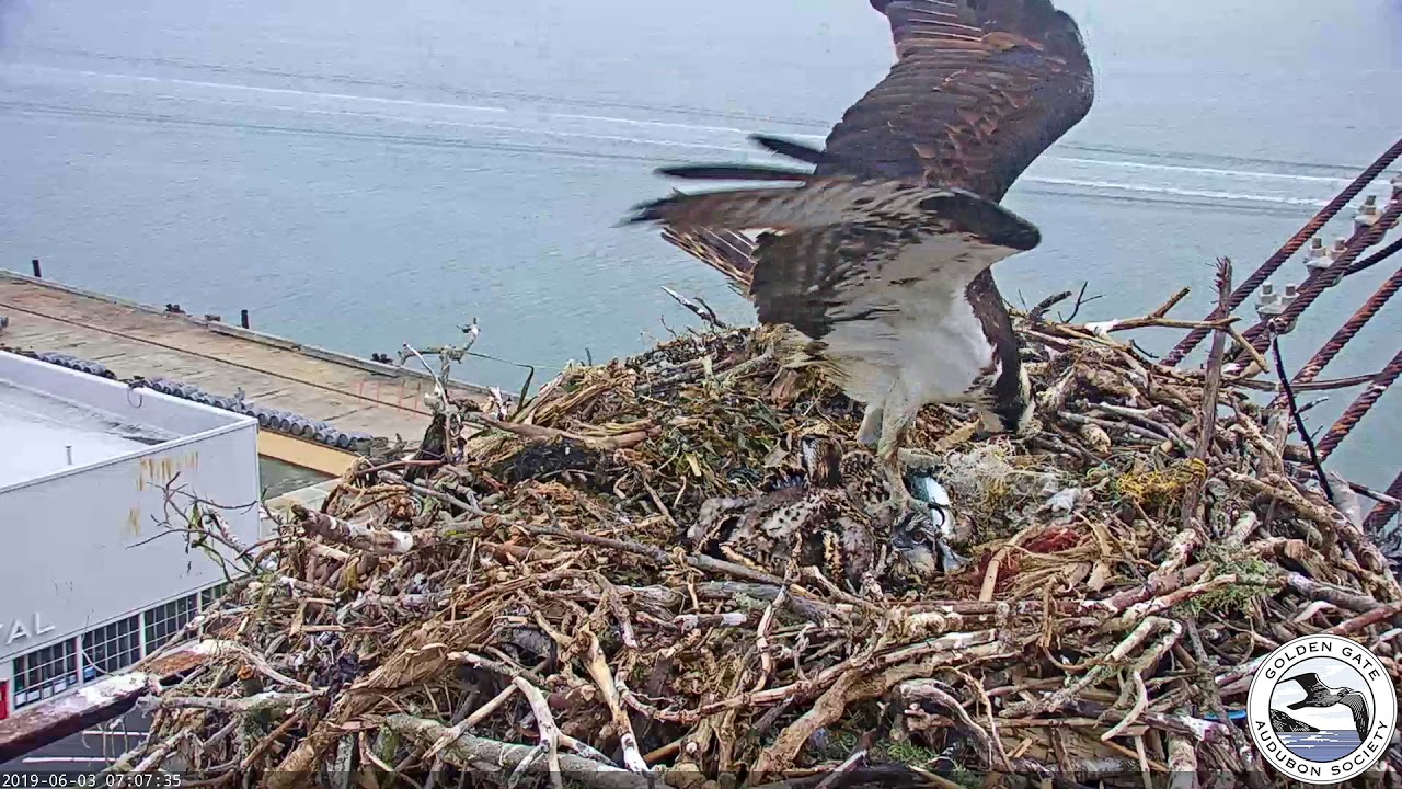 The Adventures of Fish Three - YouTube