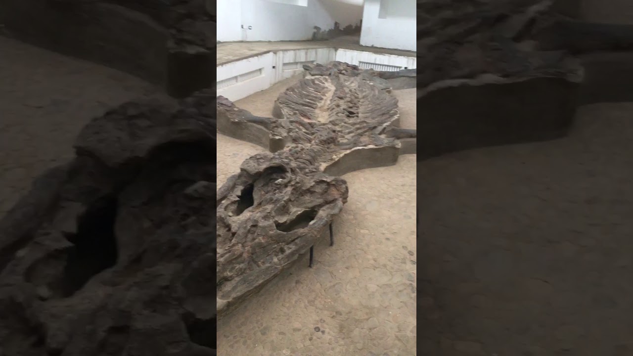 Cronosaurio - YouTube