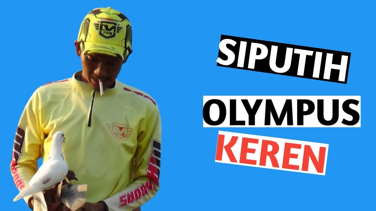 BURUNG PUTIH KUALITAS PREMIUM OLYMPUS DM ALFARUS MEMANG BEDA - YouTube