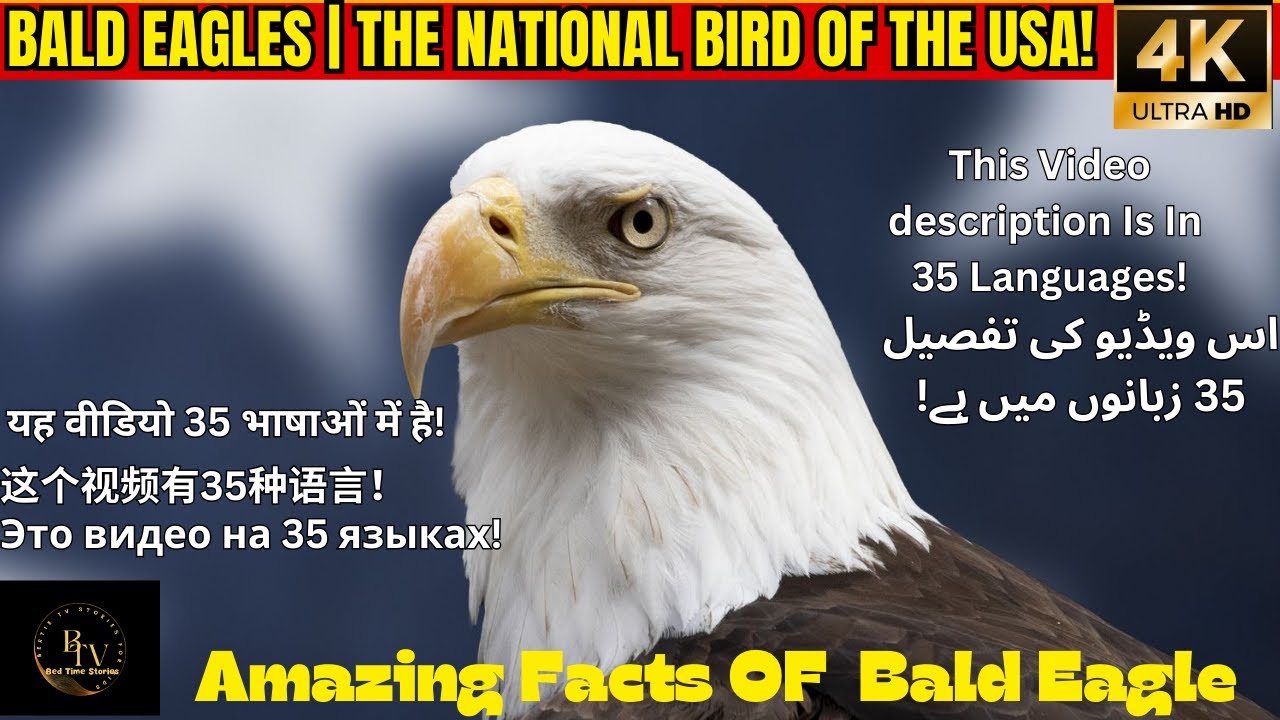 American Eagles: The National Bird of the USA! | Amazing Facts and ...