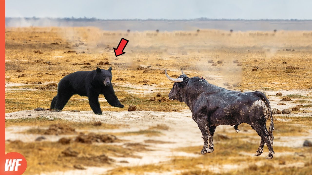 Look What Happened to This Bear When It Came Close to Bull - YouTube