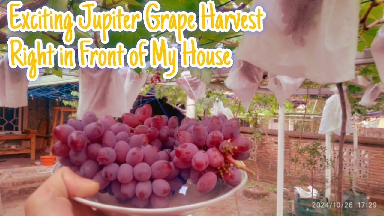 Exciting Jupiter Grape Harvest Right in Front of My House - YouTube