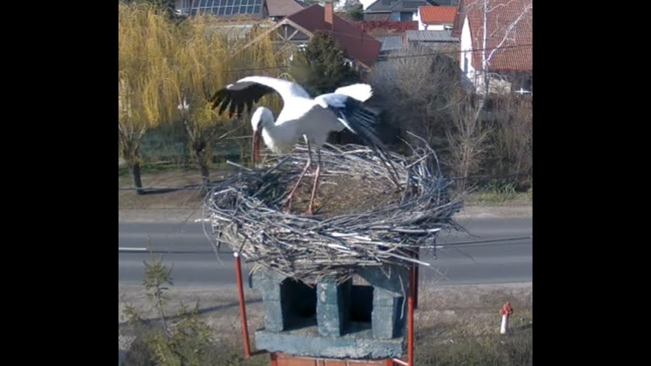 Gólyafészek élő Debrecen Webkamera (stork nest live) - YouTube