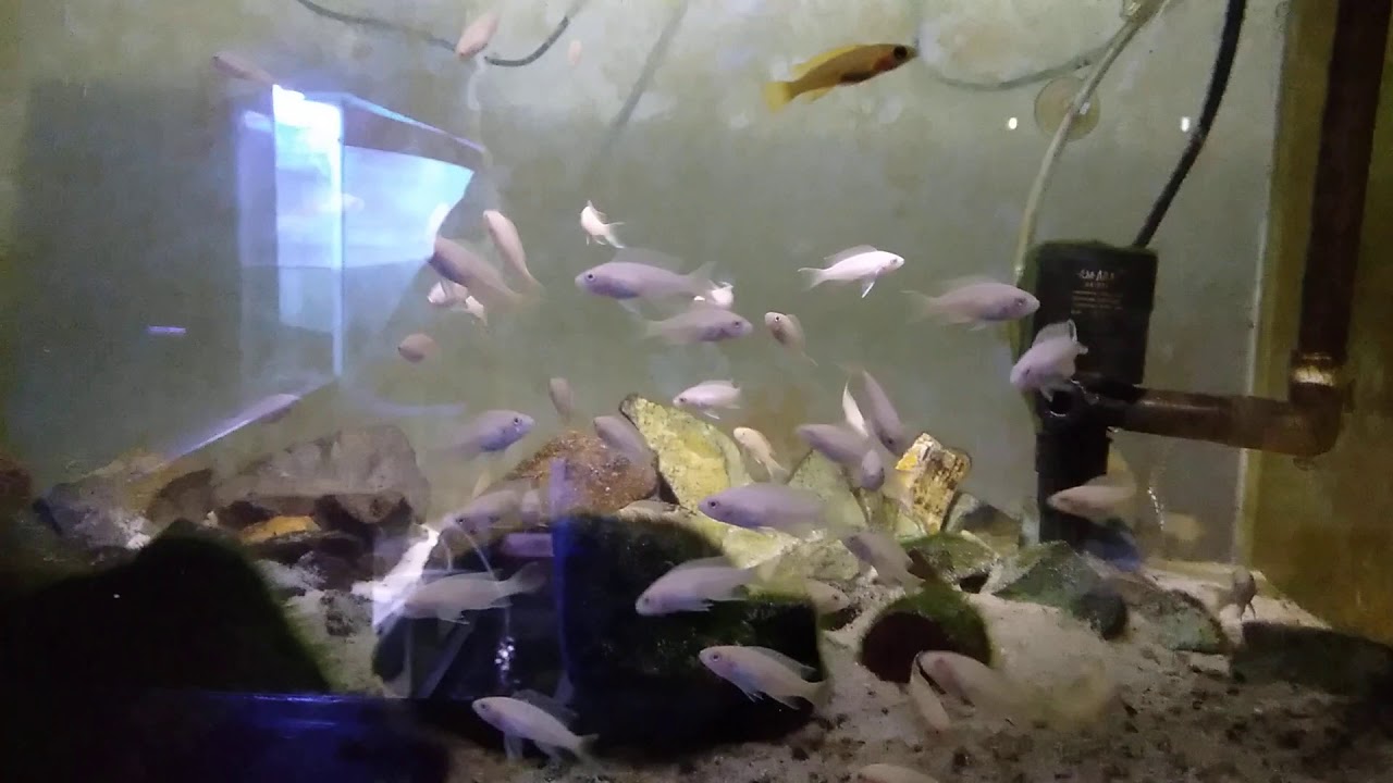 Tanganyika Cichlid Bricardi Albino - YouTube