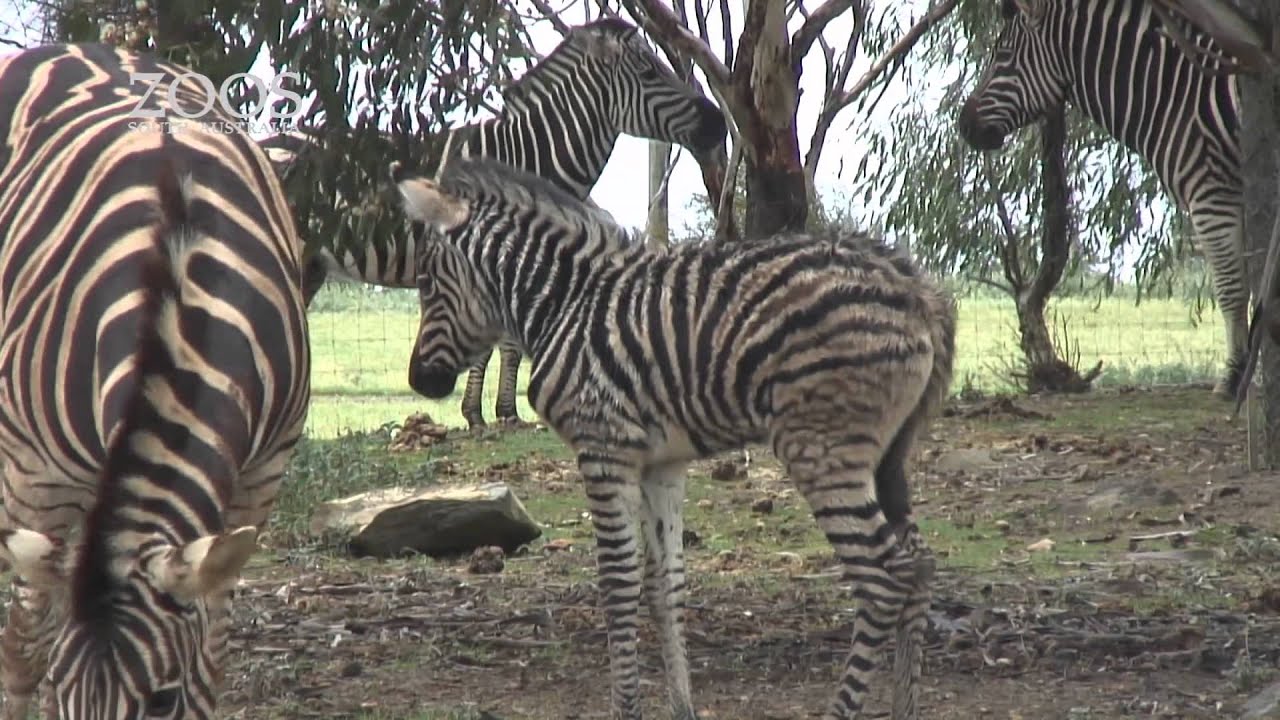Baby Zebra at Monarto Zoo - YouTube
