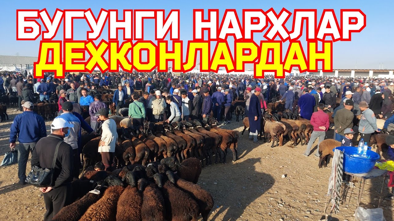 КУЙ КУЗИ КУЧКОР ЭЧКИ НАРХЛАРИ ДЕХКОНЛАРДАН КАРШИ КАРВОН МОЛ БОЗОРИДА ...