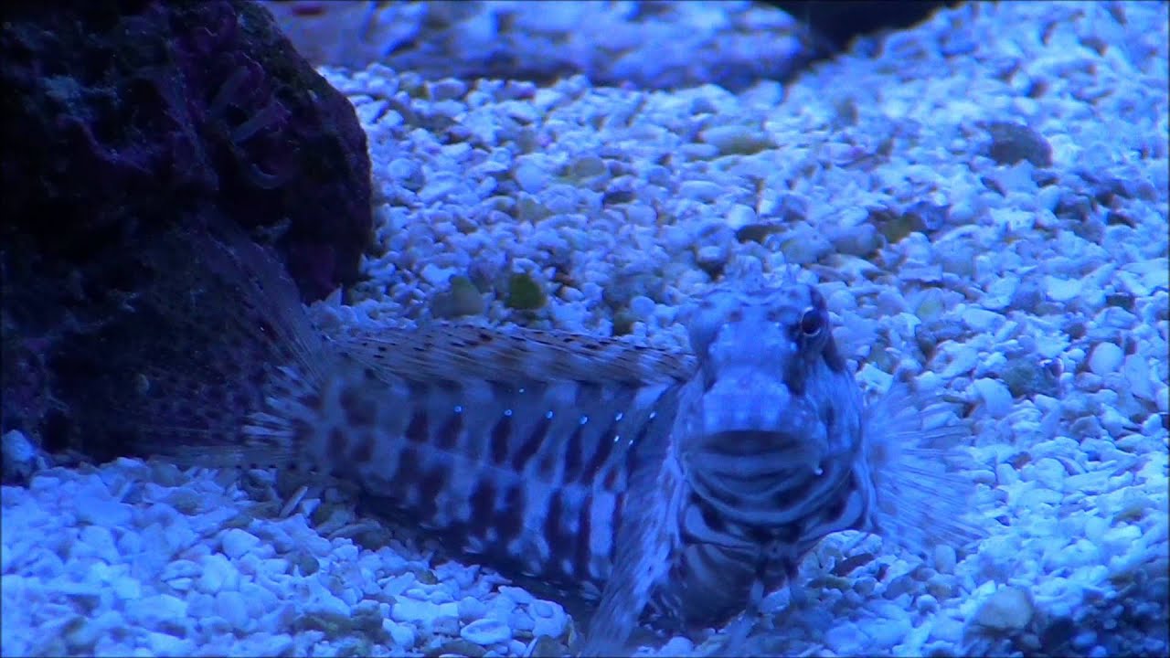 100 Gallon Reef Tank.wmv - YouTube