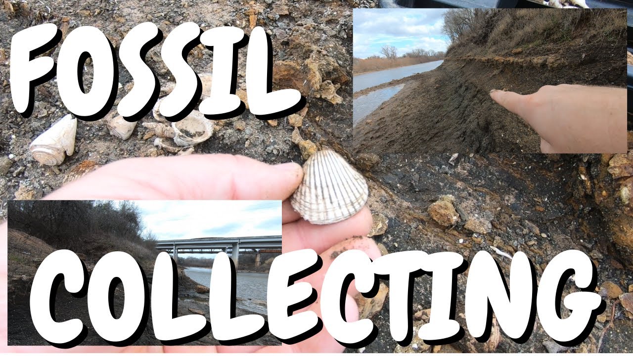 FOSSIL SEASHELLS / BEST FOSSIL COLLECTING SITE IN TEXAS / Whiskey ...