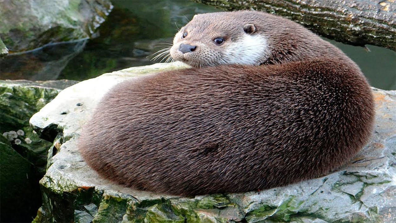 🦦Sonido de Nutria 1 hora🦦Otter sound 1 hour - YouTube