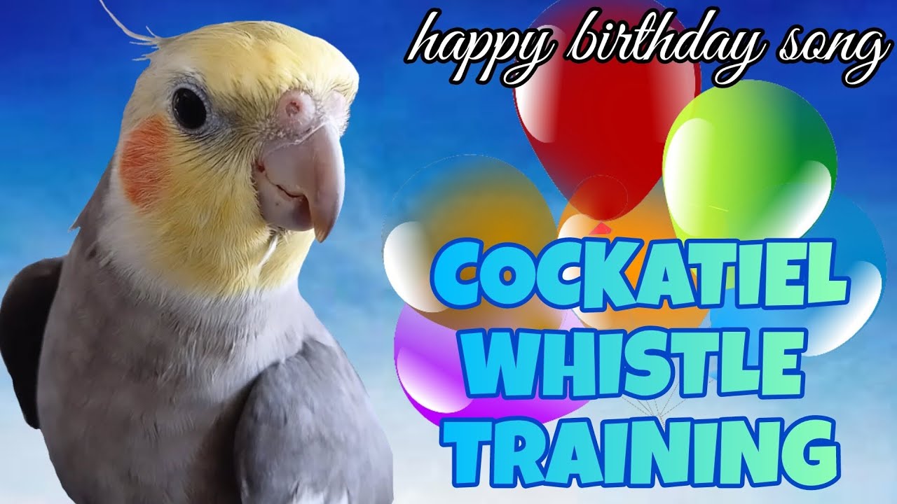 Cockatiel Singing Training – Learn the Happy Birthday Song! 🎶🐦 ...