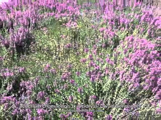 Germander Teucrium Chamaedrys