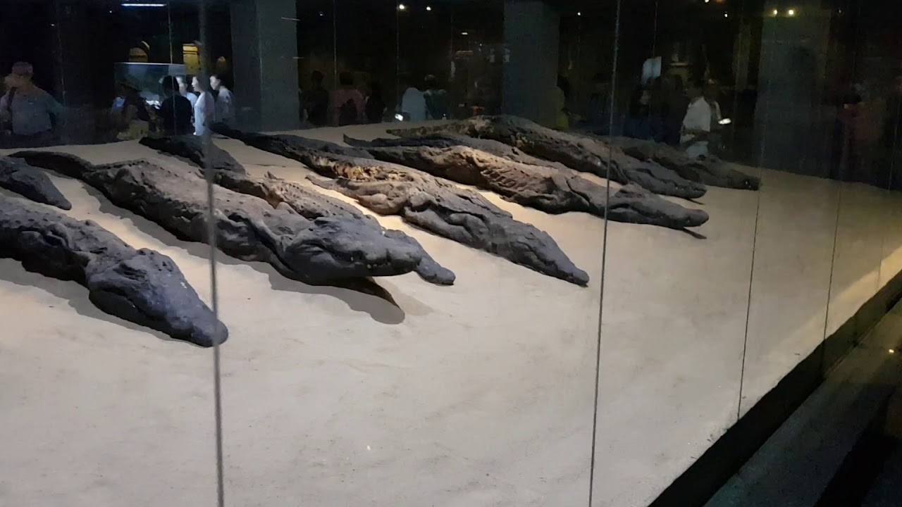 Crocodile mummies museum Egypt - YouTube