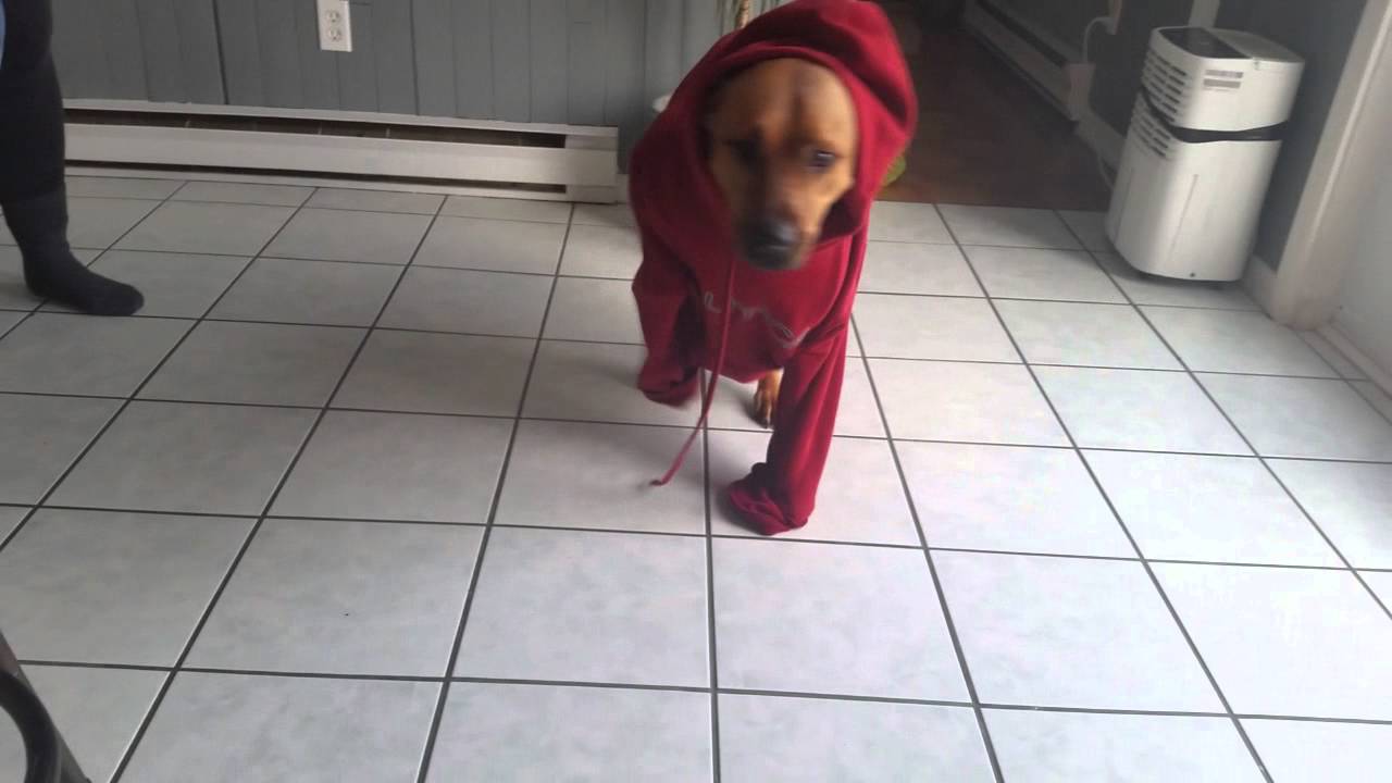 Dog Break Dancing - YouTube