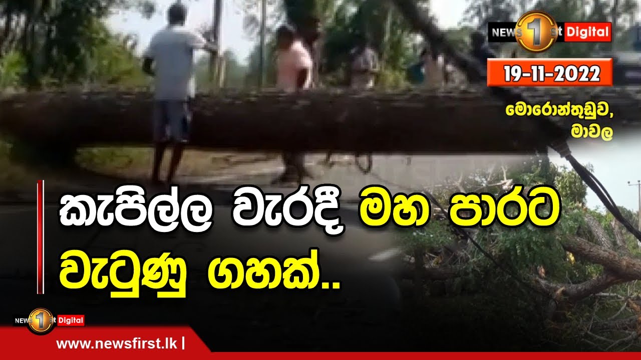 කැපිල්ල වැරදී මහ පාරට වැටුණු ගහක් Youtube
