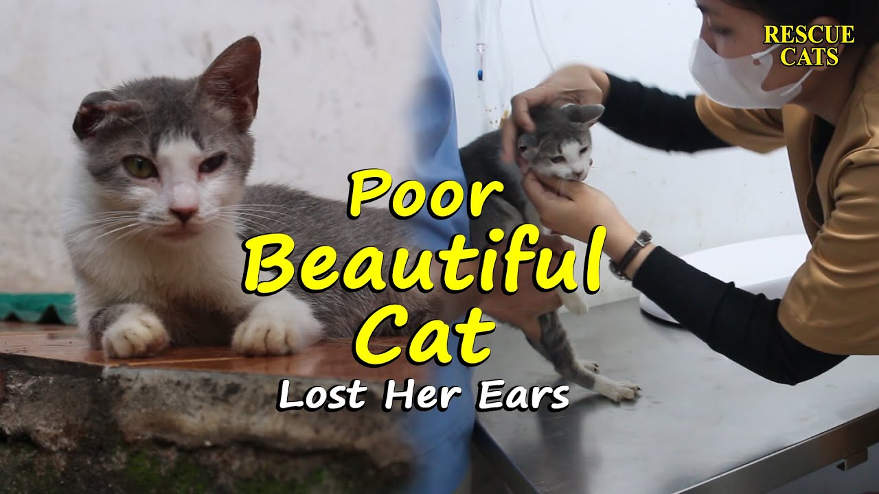 Poor beautiful cat lost her ears - YouTube