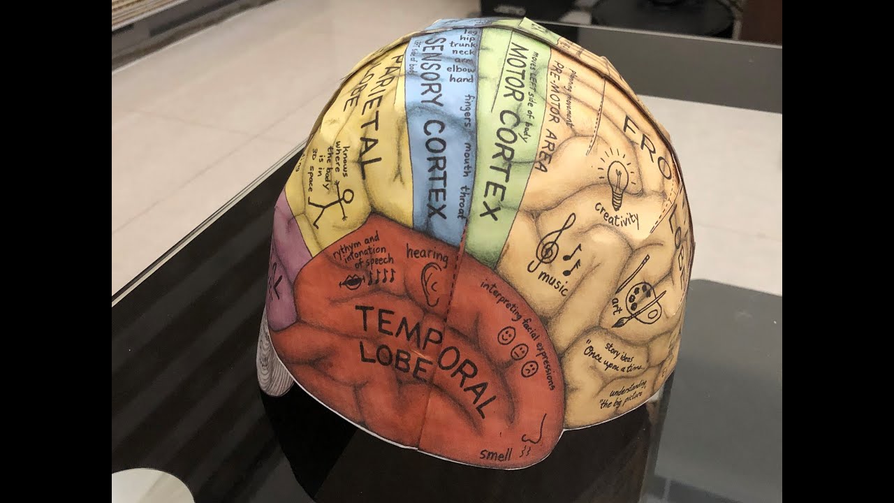 Brain cap : Different parts and functions of human brain - YouTube