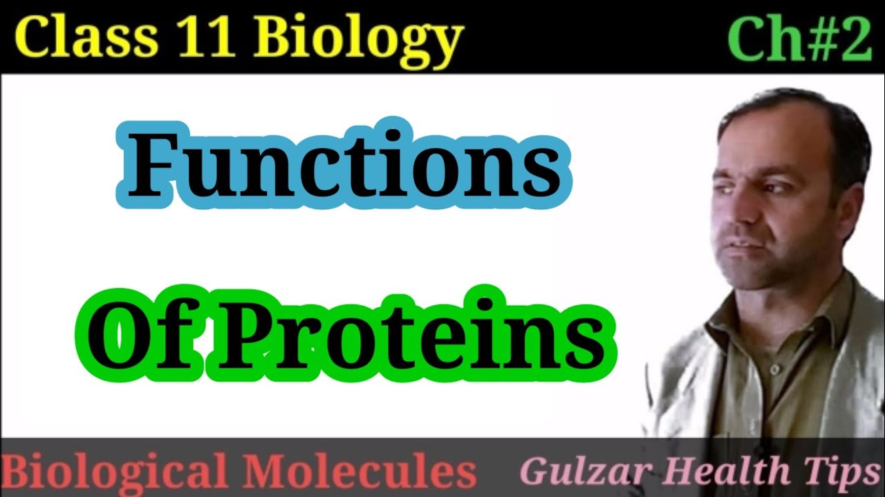 Functions of proteins || Importance of proteins || Biological Molecules ...