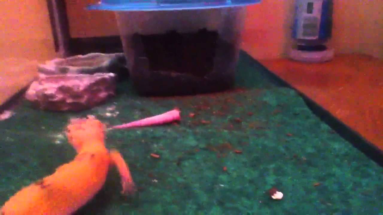 Leopard gecko dropped tail - YouTube