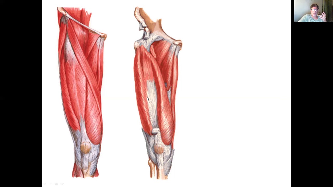 26 11 2020 Anatomia 1 MÚSCULOS DO MEMBRO INFERIOR - YouTube