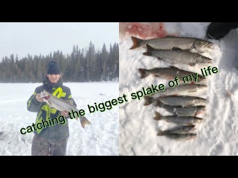 Catching The biggest Splake trout of my life - YouTube