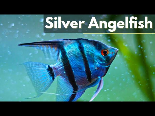 Blue Silver Angelfish Poster Beautiful Silver White And Yellow Skalar