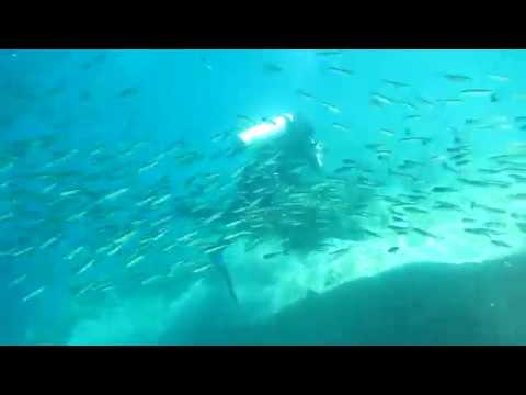 Silverside fish (Atherinomorus sp.), locally called 'guno' - YouTube