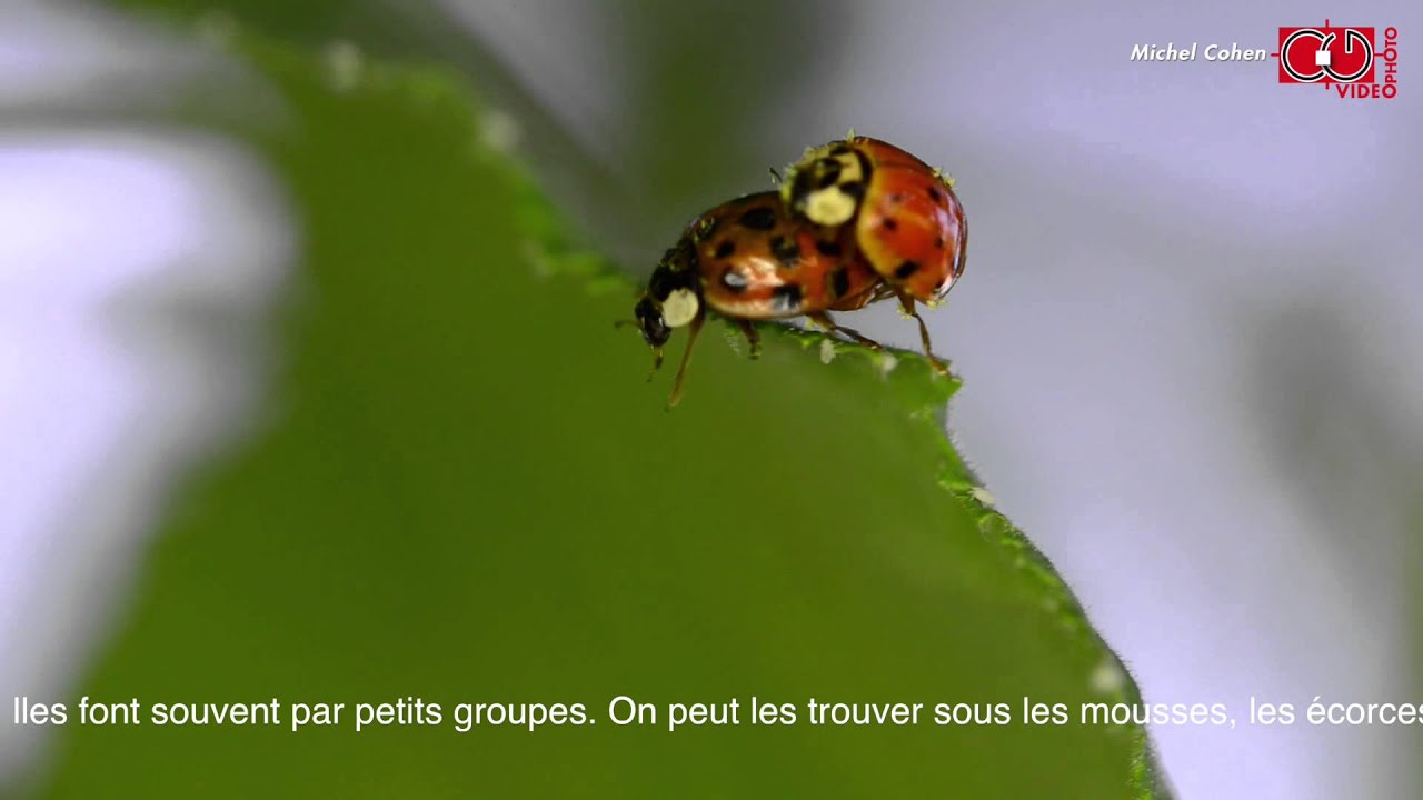 C'est le printemps - La coccinelle s'accouple. It's spring - Ladybug ...