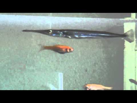 Needlenose Fish attack minnows! - YouTube